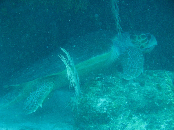 Loggerhead Sea Turtle | Project Noah