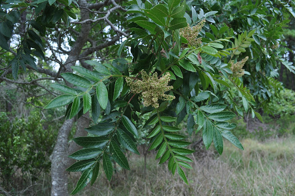 Shining or Winged Sumac | Project Noah