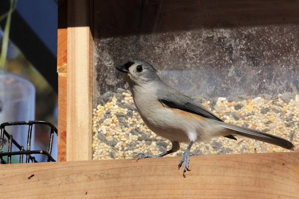 Tufted Titmouse | Project Noah