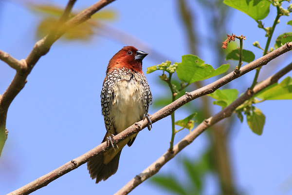 Scaly-breasted Munia | Project Noah
