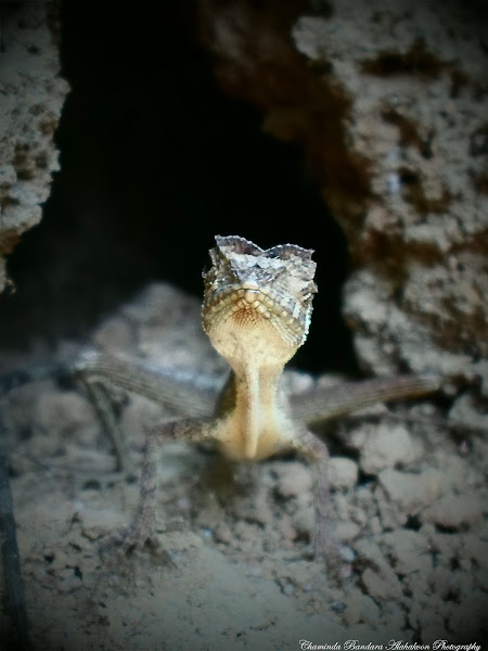 Sri Lankan kangaroo lizard | Project Noah