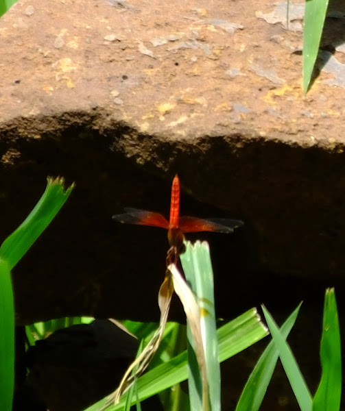unknown dragonfly | Project Noah