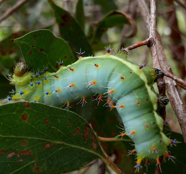 Emperor Gum Moth caterpillar | Project Noah