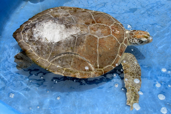 Green Sea Turtle | Project Noah