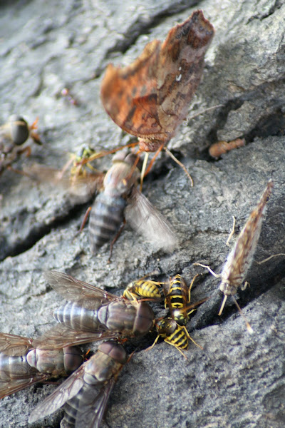 Horse flies, Yellow Jackets, Question Marks | Project Noah