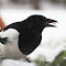 Eurasian Magpie | Project Noah