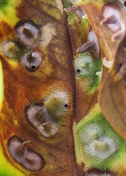 Lophostemon Prickly Leaf Galls | Project Noah