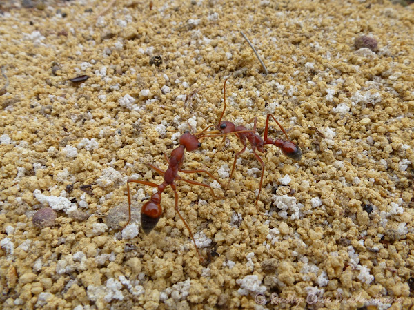 Red Bull Ant | Project Noah