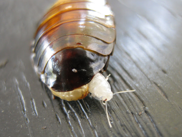 Suriname Cockroach | Project Noah