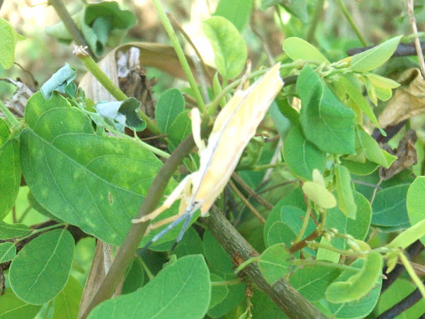 Stink bug/Shield bug nymph | Project Noah