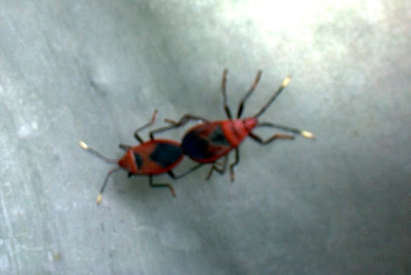 Red Pumpkin Bug | Project Noah