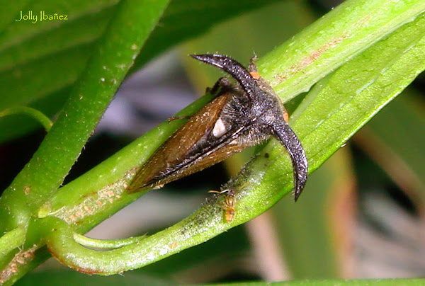 Thorn Mimic Treehopper | Project Noah