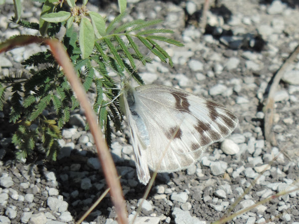 Checkered White Butterfly | Project Noah