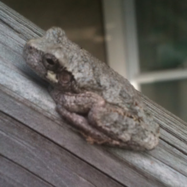 Gray Treefrog or Cope's Gray Treefrog | Project Noah