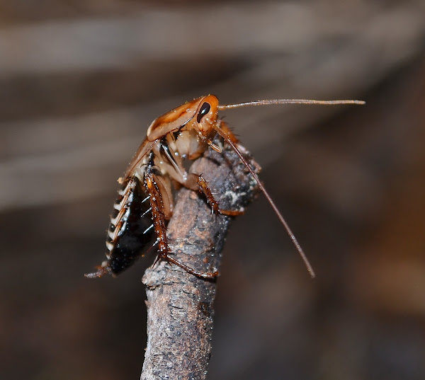 Zebra Cockroach | Project Noah