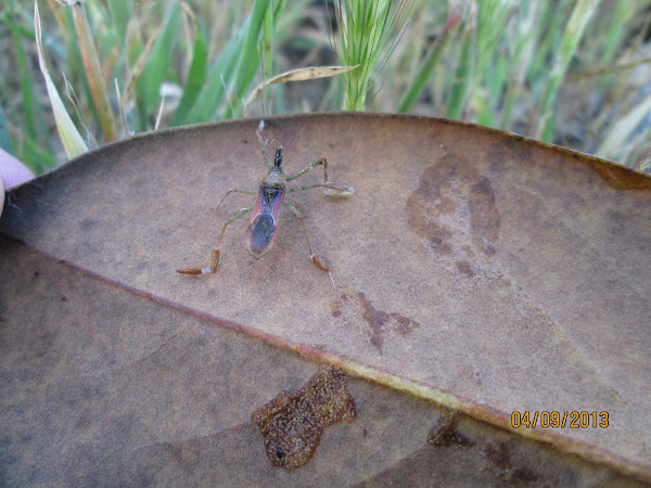 Leafhopper Assassin Bug | Project Noah