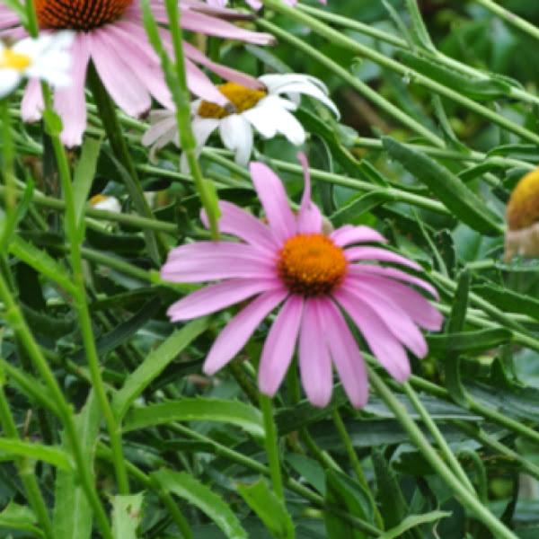 Purple Cone Flower | Project Noah