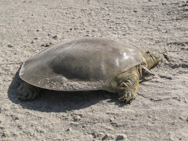 Smooth Softshell Turtle | Project Noah