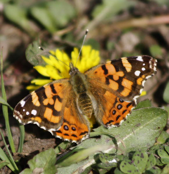 Mariposa Colorada / Western Painted Lady | Project Noah