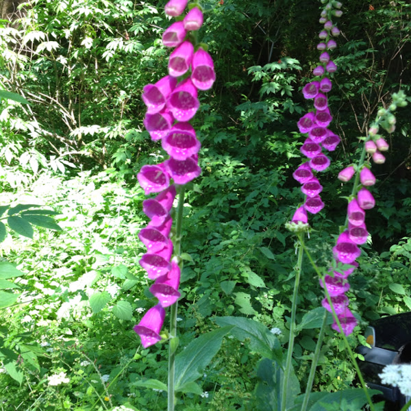 Northwest forest plants | Project Noah