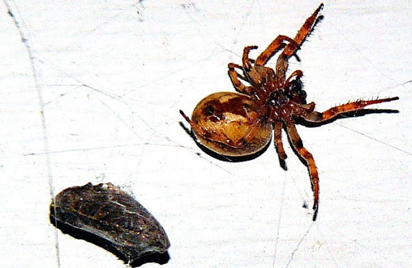 Furrow Orb Weaver Spider | Project Noah