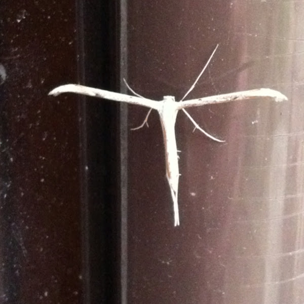 White Plume Moth | Project Noah