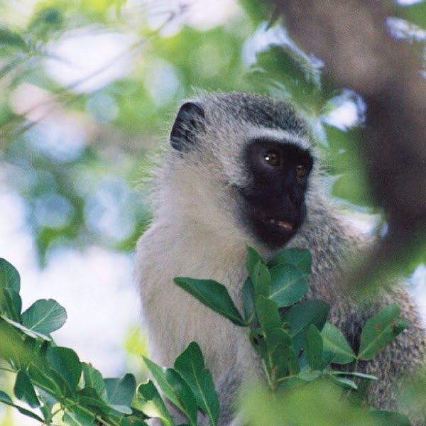 Vervet Monkey | Project Noah