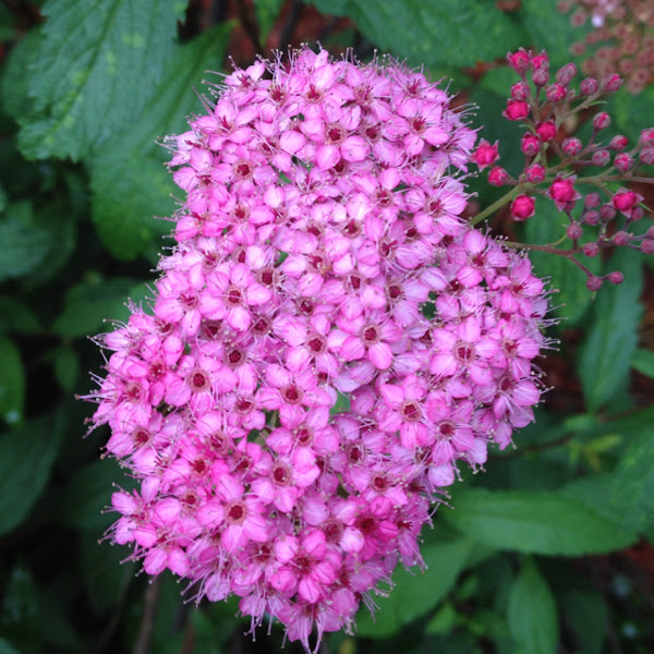 Japanese spirea | Project Noah