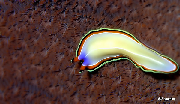 Flatworm | Project Noah