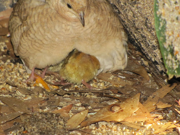 Button quail chicks | Project Noah