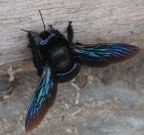carpenter bee | Project Noah