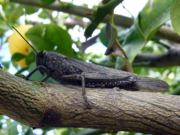 Grasshopper | Project Noah