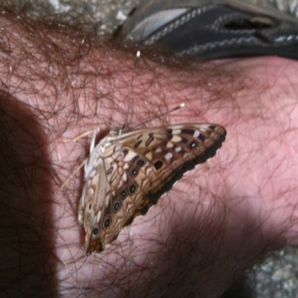 Hackberry Emperor | Project Noah