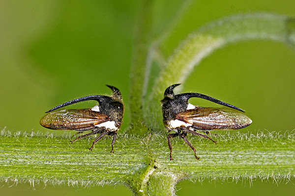 Thorn Mimic Treehopper | Project Noah