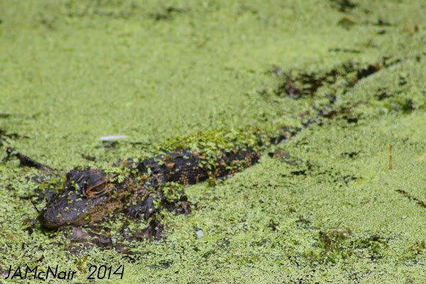 American Alligator (hatchling) | Project Noah