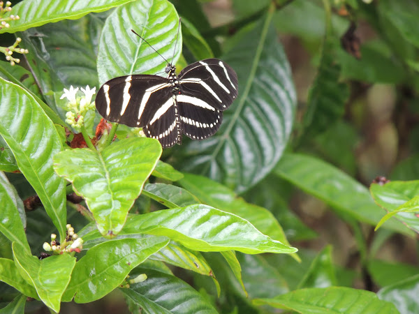 Zebra Longwing Butterfly | Project Noah