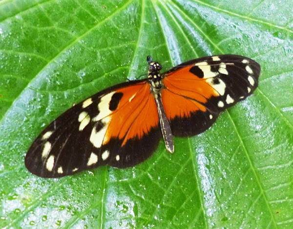 Hecale Longwing (Male) | Project Noah