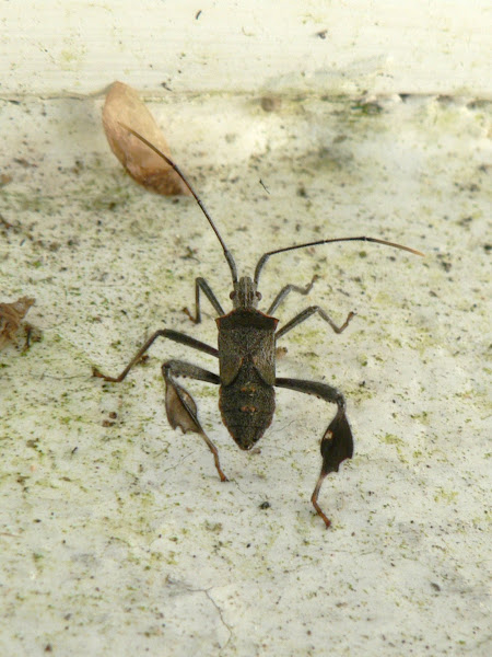 Leaf footed bug | Project Noah