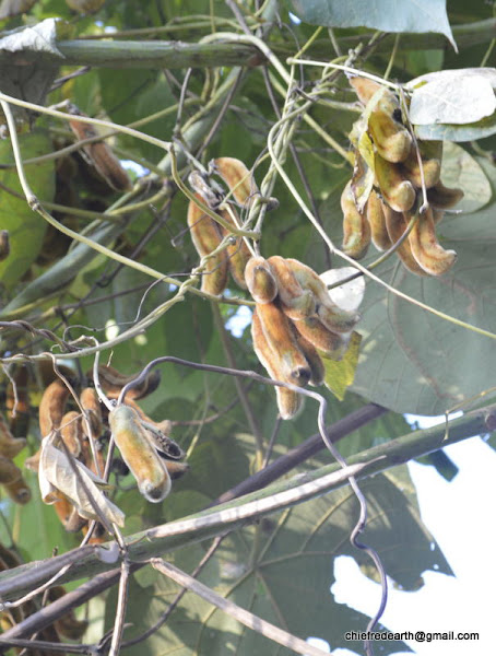 Soybean | Project Noah