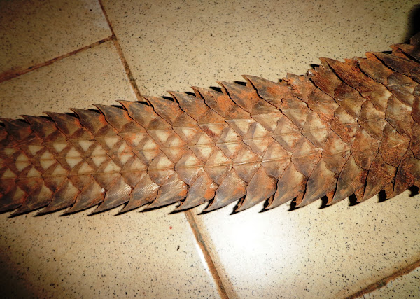 Tree pangolin | Project Noah