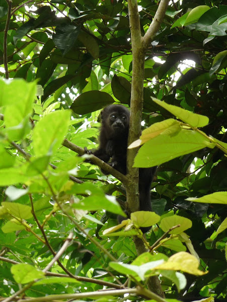 Baby Howler monkey | Project Noah