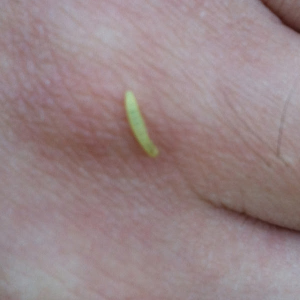 Inchworm | Project Noah