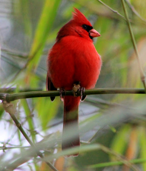 Cardinal | Project Noah