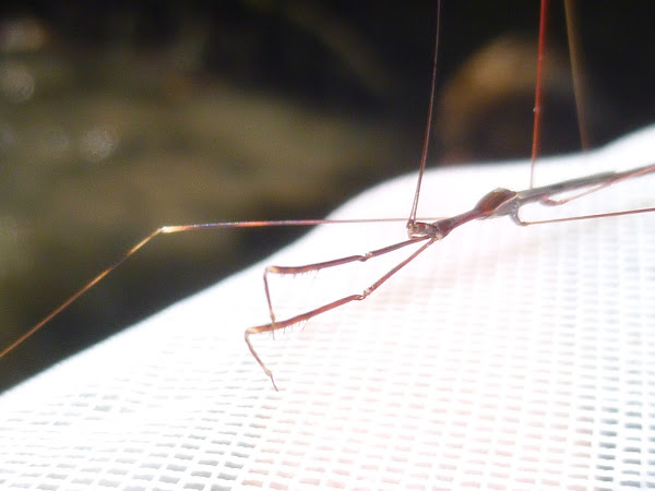 Thread-legged Assasin Bug | Project Noah