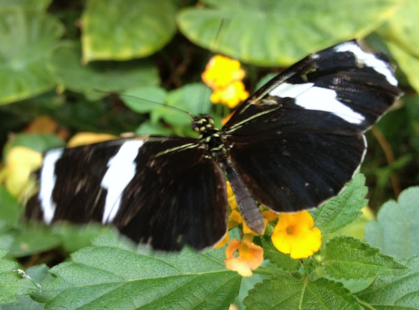 Antiochus Longwing | Project Noah