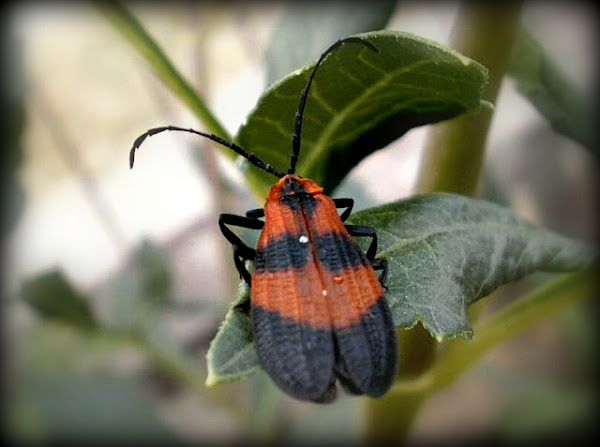 Banded Net-wing Beetle. | Project Noah