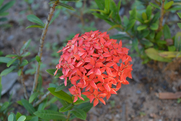 Ixora coccínea; vermelha | Project Noah