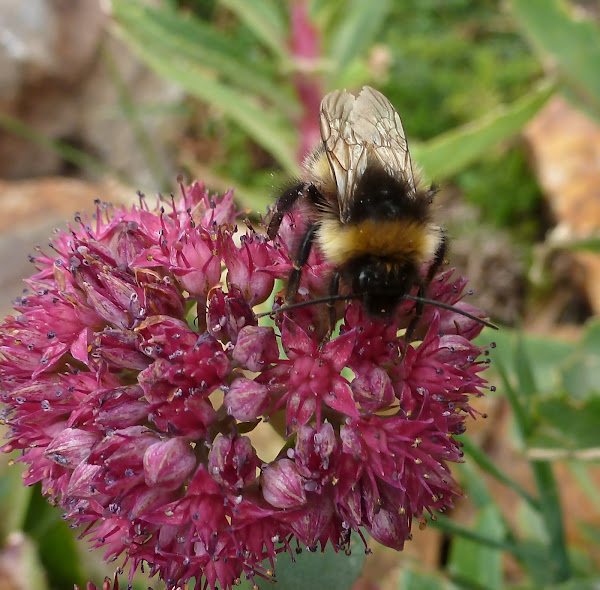 Buff-tailed bumblebee | Project Noah