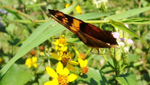 Orange mapwing | Project Noah