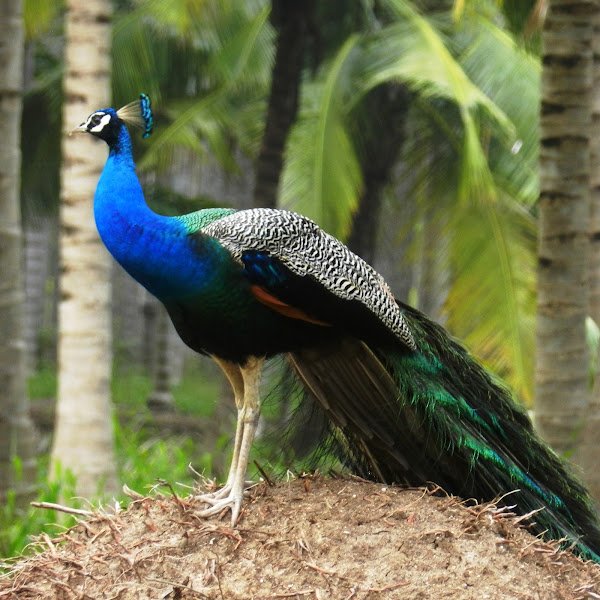 The Indian Peafowl | Project Noah
